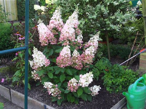 Hydrangea Paniculata Pink Lady Rispenhortensie Habitus Und Blüte