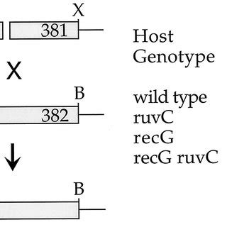Effects Of RuvC And RecG Mutations On Red Mediated Recombination