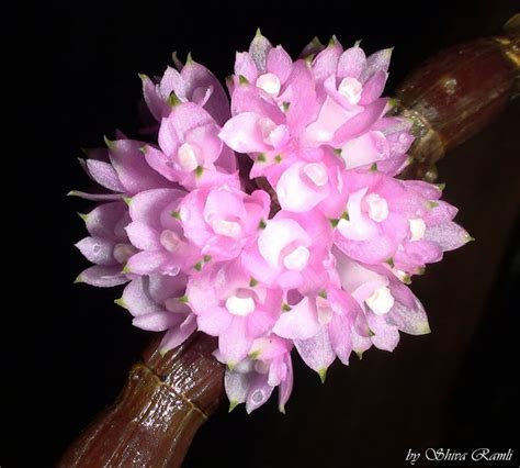 Dendrobium Purpureum Roxb 1820 Orchid Of Celebes