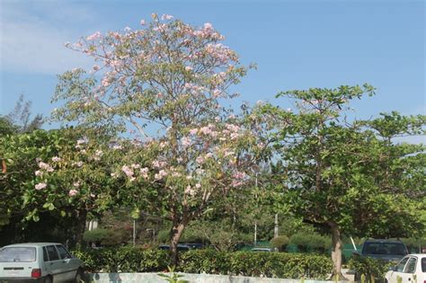 The Pink Poui Tree InsideJourneys