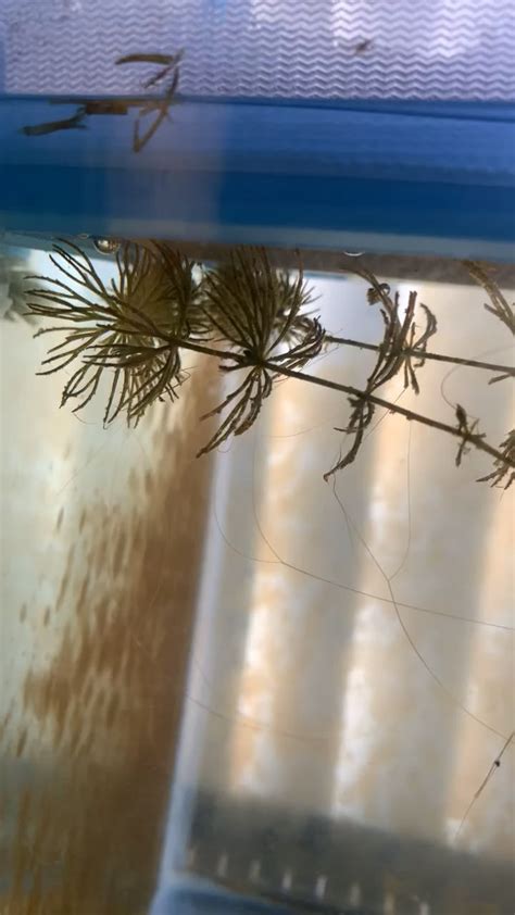 What Are These Strings Growing In My Now Empty Quarantine Tank Just Algae Raquariums