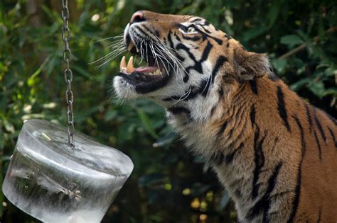 Tiger Mauls Woman To Death At Beijing Wildlife Park Video Canada