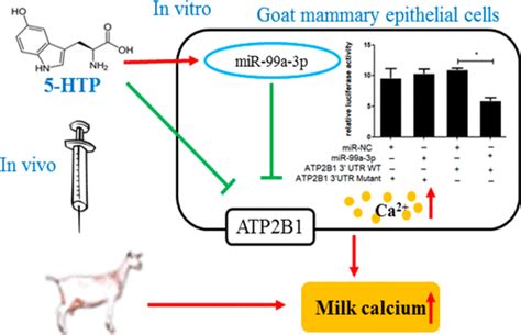 Mir A P Atp B Journal Of