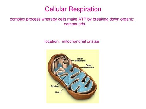 CELLULAR RESPIRATION. - ppt download