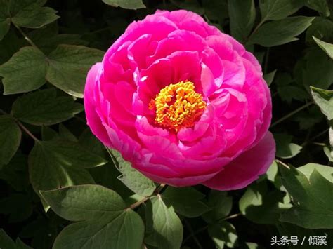 洛陽牡丹盛花期，喊你速來洛陽看牡丹 每日頭條