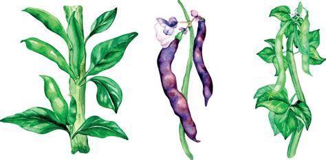 Green Bean Plant Clip Art Green Bean Clip Art Stock Illustrations
