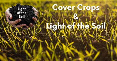 Welcome To Light Of The Soil Small Step Huge Change Light Of The Soil