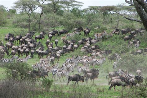 Warning Wildebeest Migration May Disappoint