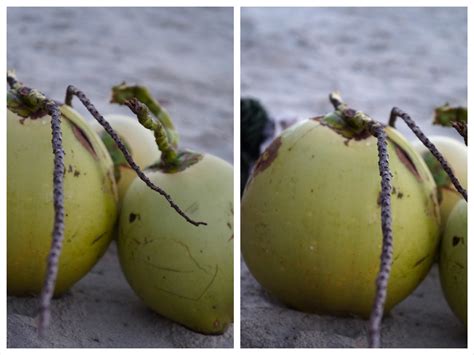 Cuckoo Coco Nuts Coconuts The Hidden Glasshouse