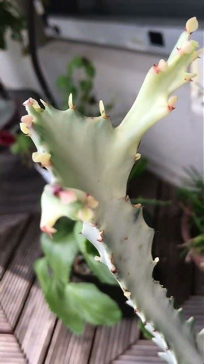 【観葉植物 ユーフォルビア】ホワイトゴースト挿し木から2年目。ようやく分岐しました。euphorbia Lactea “white Ghost