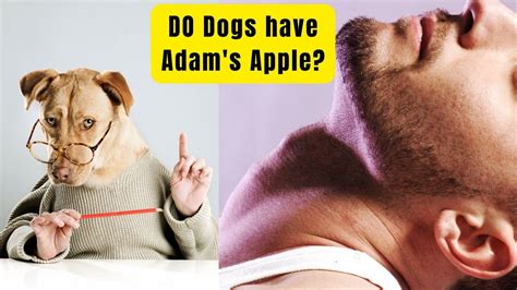 Do Dogs Have Adams Apple Like Humans 2022 Guide Oxford Pets