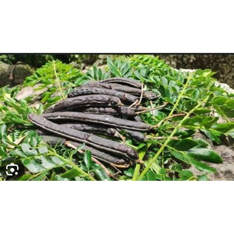 1 Kilo Acacia Tree Seeds Bunga Ng Acacia Shopee Philippines