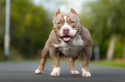 Ultimate Guide To American Bully Xl Care Traits Training