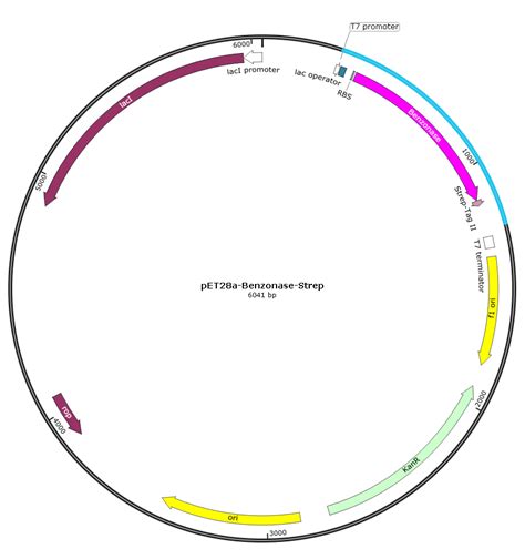 Pet A Benzonase Strep Pet