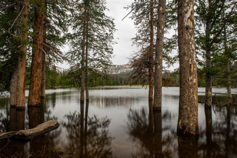 How Flooding Affects Trees Water In Moderation Tree Canada