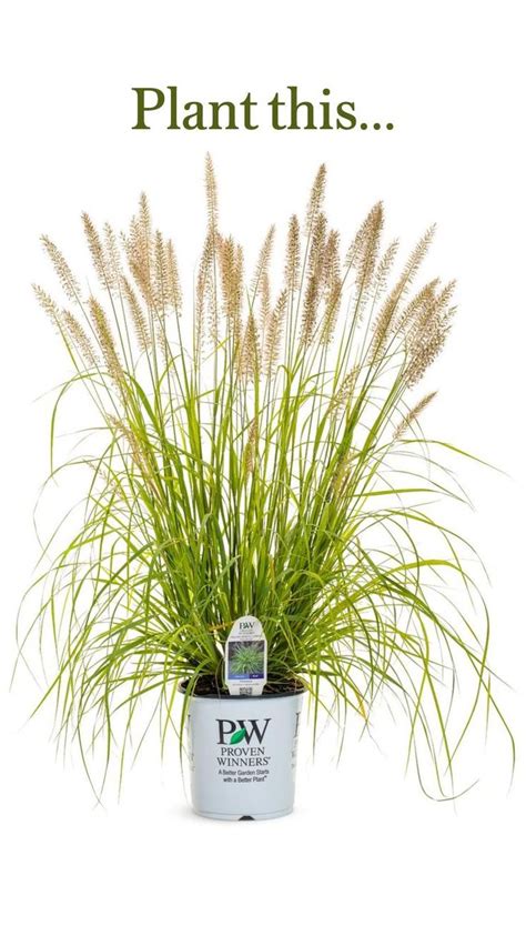 Plant This Get This Chartreuse Ornamental Grass Ornamental Grasses