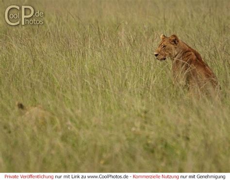 CoolPhotos De Fotos Uganda Queen Elizabeth Nationalpark