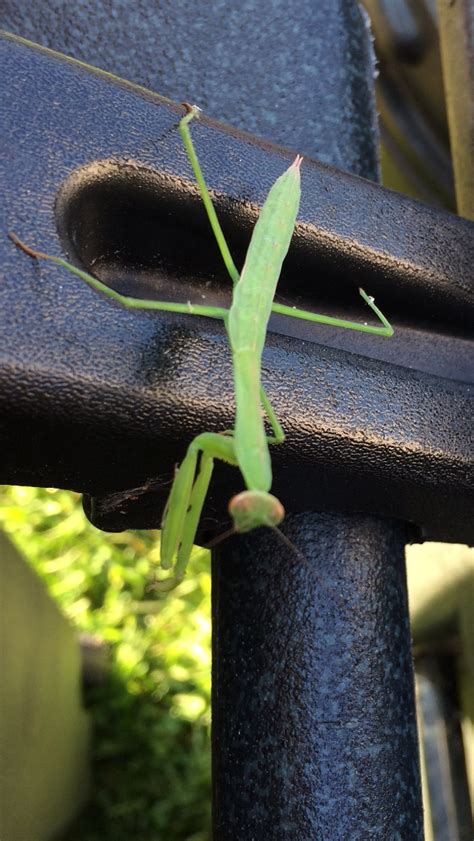 How To Take Care Of A Praying Mantis 13 Steps With Pictures