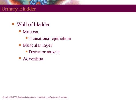 Human Human Anatomy Urinary System Ppt