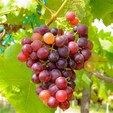 Live Sweet And Crispy Fruiting Plants Flame Seedless