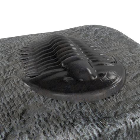 Trilobite Fossil 3d Model 149 3ds Dae Obj Unknown Fbx Blend