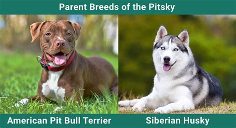 Pitsky Pitbull And Siberian Husky Mix Info Pictures And Care Guide