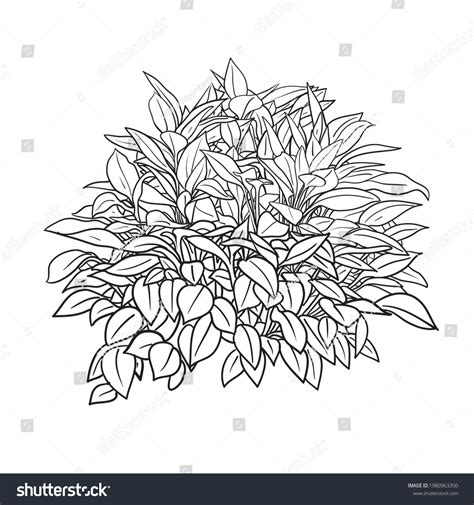 Hand Drawn Shrub Vector Sketch Architectural Stock Vector Royalty Free