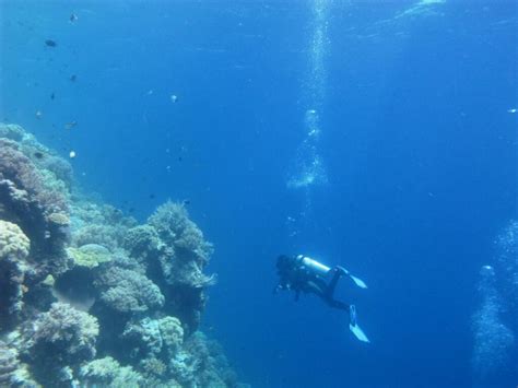 Surga Bawah Laut Pulau Tomia Wakatobi KASKUS