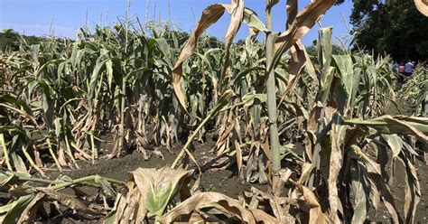 Floods Damaged More Corn Crops Than Vermont Officials Originally Hoped