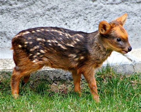 Pudu Pets
