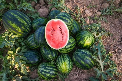 Premium Photo Watermelon Slice In Watermelon Field Fresh Watermelon