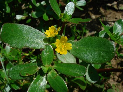 Portulaca Oleracea L