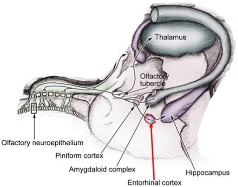 Piriform Cortex Anatomy