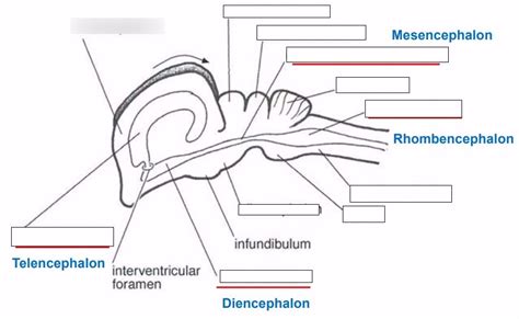 Embryology Lecture 7 Diagram Quizlet
