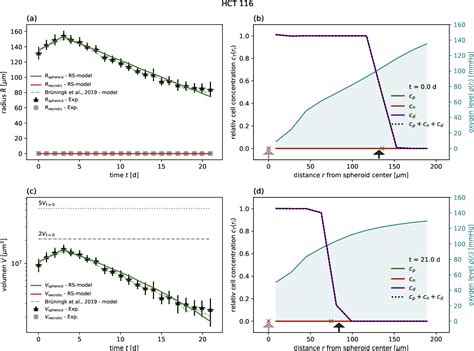 Figure 3 From Efficient Radial Shell Model For 3d Tumor Spheroid Dynamics With Radiotherapy