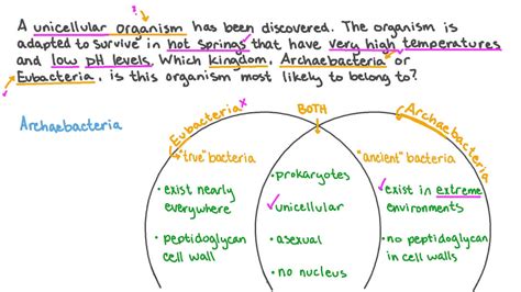 Ecological Importance Of Archaebacteria Archaebacteria