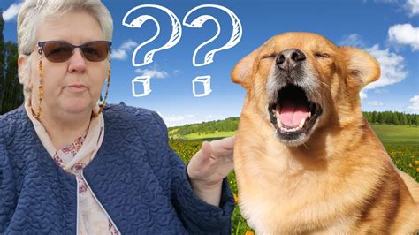 Сірко собака Youtube