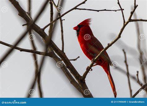 A Male Northern Cardinal Cardinalis Cardinalis Stock Image Image Of
