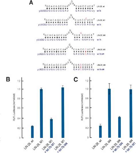 Figure 2 From A Combined Computational Experimental Approach Predicts