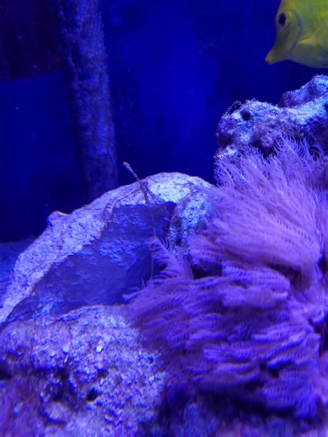 Stringy Algae Taking Over Reef Reef