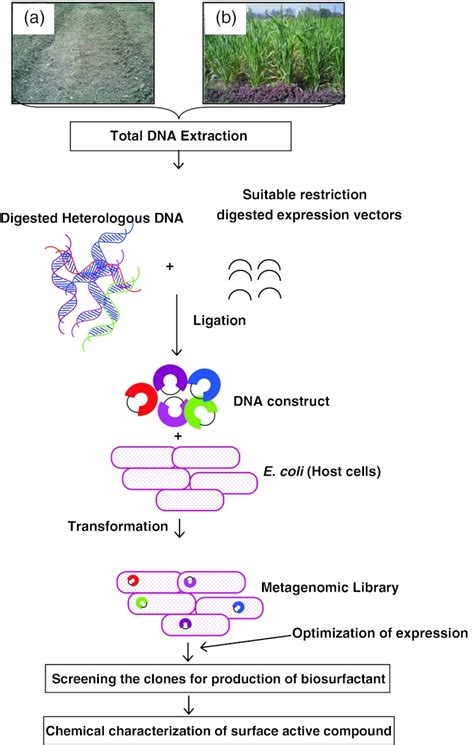 Schematic Representation Of Construction And Screening Of Metagenomic Download Scientific