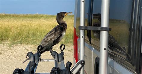 Noch Ein Sch Ner Besucher Sonstiges Galerie Mactechnews De