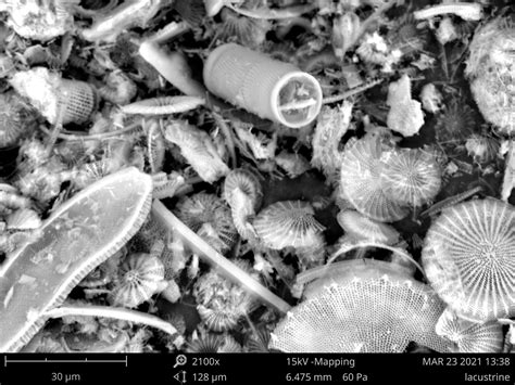 Geology Can Tiny Fossils Disrupt Global Communications Teaching
