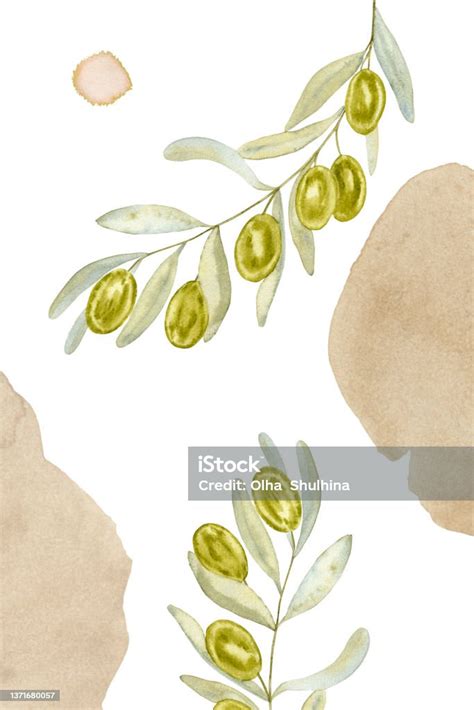 베이지색과 녹색 톤의 추상화 요소가 있는 식물 수채화 예술 올리브 나뭇 가지와 과일의 벽 구성과 창조적 인 손으로 그린 질감