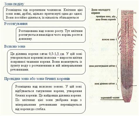 поможіть будь ласка це лаболоторна з теми Будова Кореня Школьные