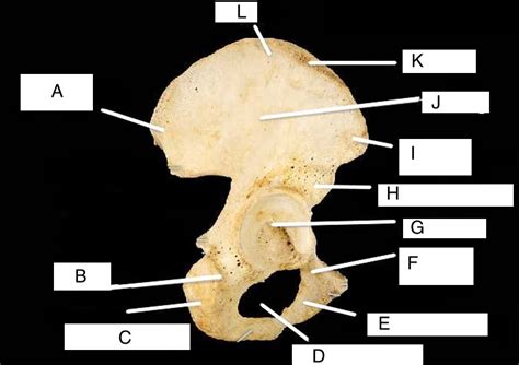 Exam 2 Axial Skeleton 32 Diagram Quizlet