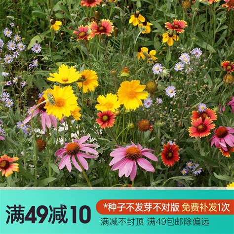 虹越萌吖吖花卉种耐寒花卉宿根野花夏日花园组合花园野花景观花虎窝淘