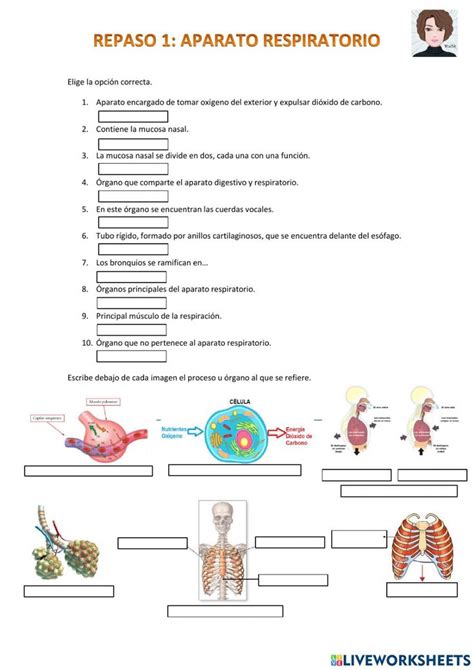 Ejercicio De Repaso 1 Aparato Respiratorio Ciencias De La Naturaleza