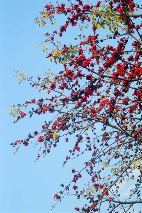 Spring Red Kapok Flowers Very Beautiful Stock Image Image Of