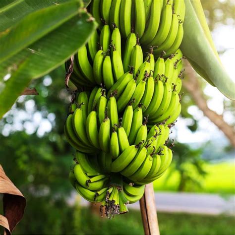 Banana Super Dwarf Cavendish Buy Plants Online Pakistan Online Nursery